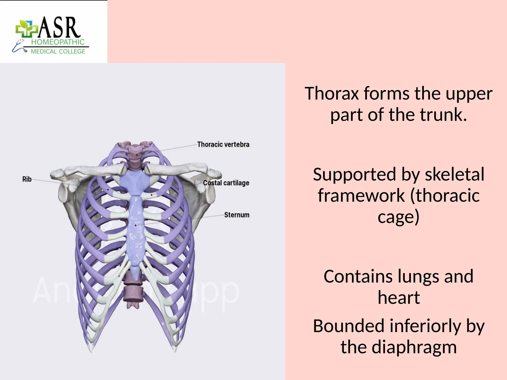 Surface landmarks of thorax and skeleton formation of thorax | PPTX