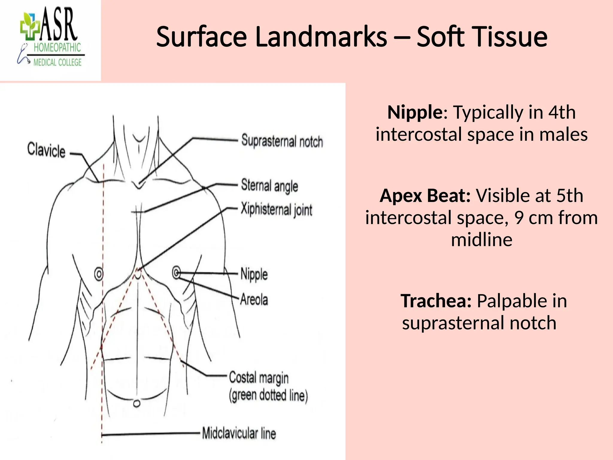Surface landmarks of thorax and skeleton formation of thorax | PPTX