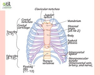 Surface landmarks of thorax and skeleton formation of thorax | PPTX