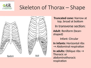 Surface landmarks of thorax and skeleton formation of thorax | PPTX
