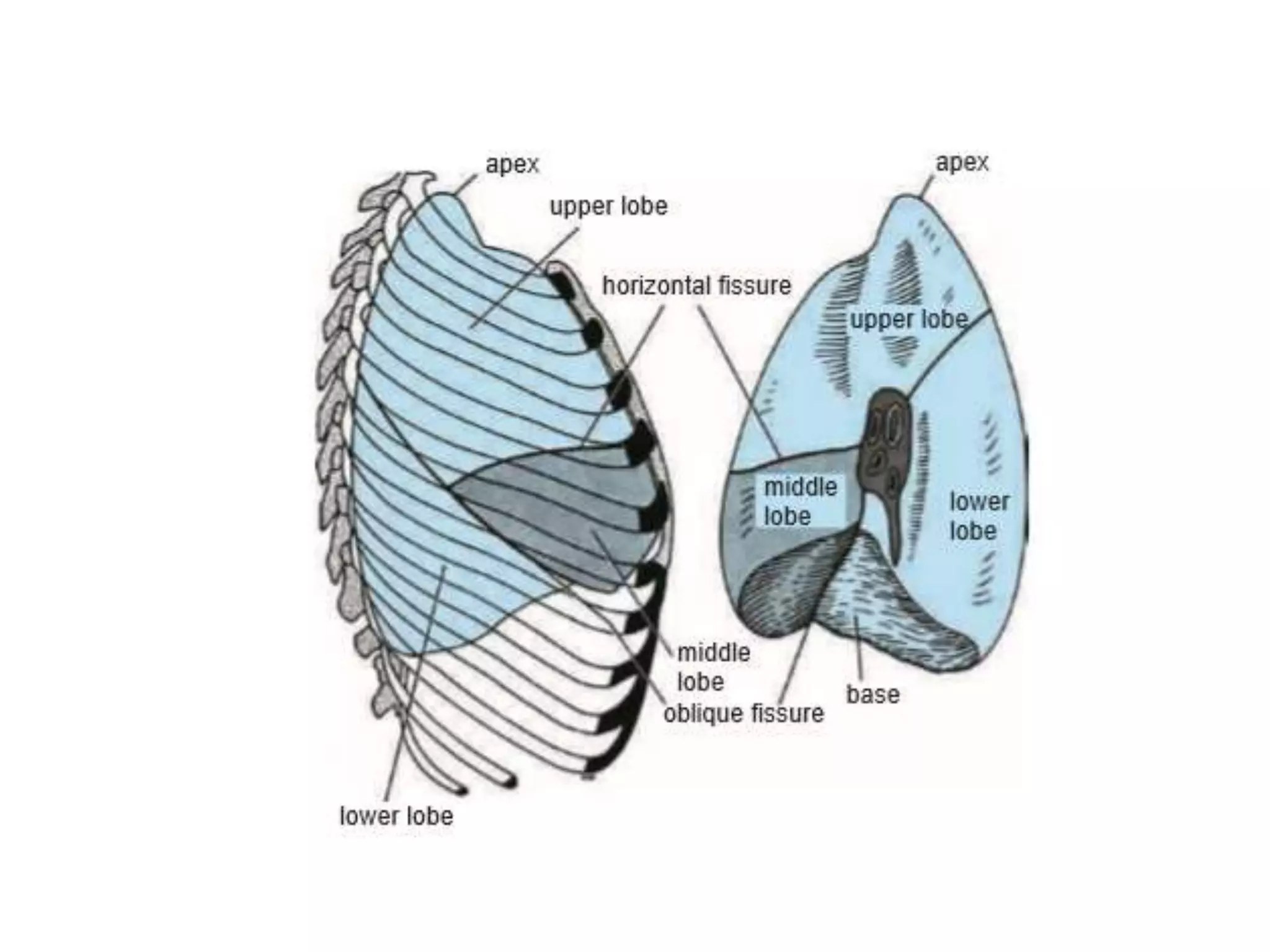 Thorax second part anatomy | PPTX