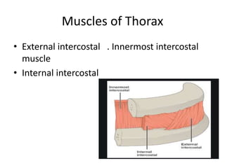 Thorax second part anatomy | PPTX