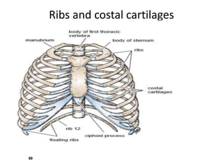 Thorax second part anatomy | PPTX