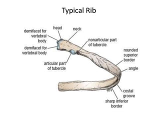 Thorax second part anatomy | PPT