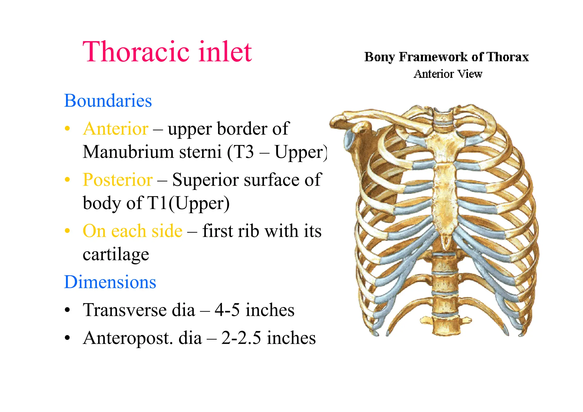 ThoraxThis thorax of the axial skeletal system is very important ...