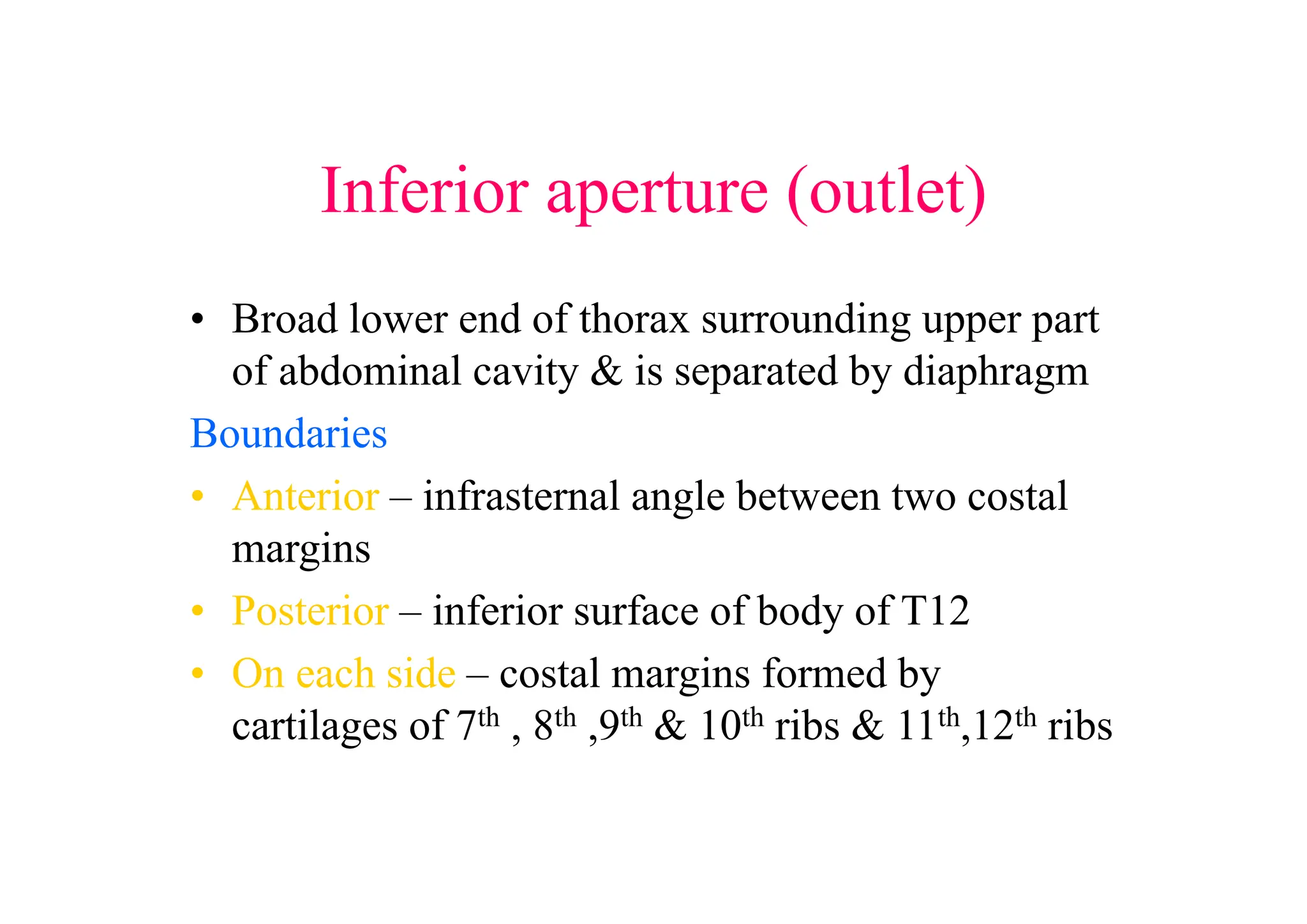 ThoraxThis thorax of the axial skeletal system is very important ...