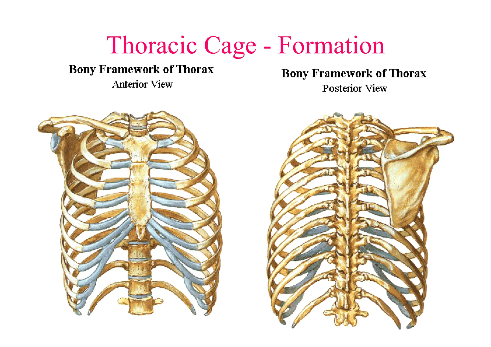 ThoraxThis thorax of the axial skeletal system is very important ...