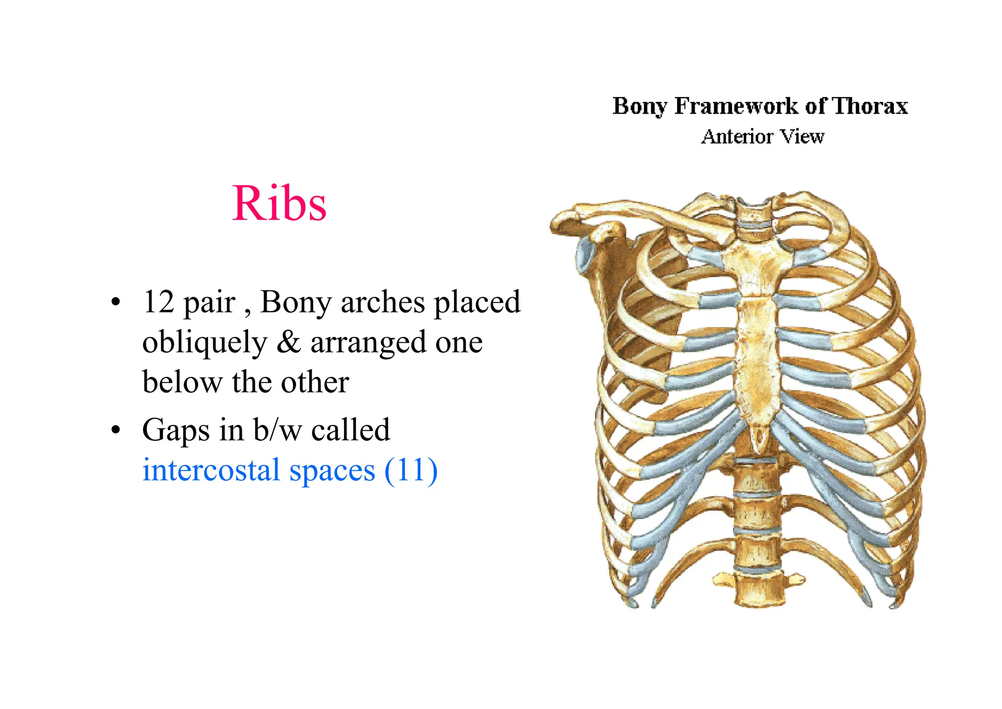 ThoraxThis thorax of the axial skeletal system is very important ...