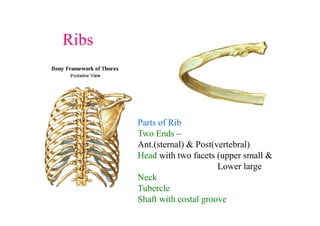 ThoraxThis thorax of the axial skeletal system is very important ...