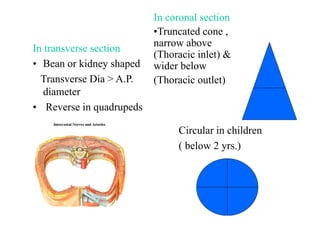 ThoraxThis thorax of the axial skeletal system is very important ...