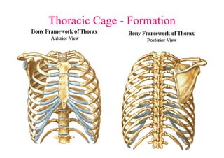 ThoraxThis thorax of the axial skeletal system is very important ...