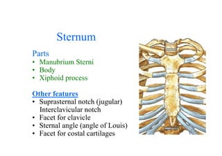 ThoraxThis thorax of the axial skeletal system is very important ...