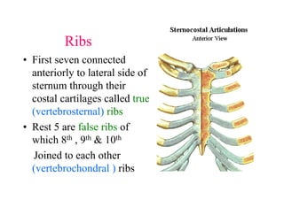 ThoraxThis thorax of the axial skeletal system is very important ...