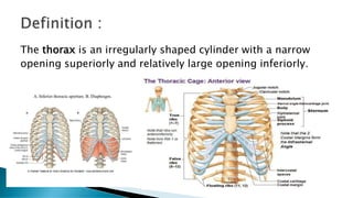 Human thorax anatomy power point human a | PDF