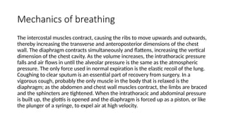 Thorax 1.pptx thoracic medicine and surgery | PPTX