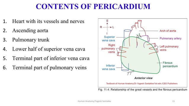 Thorax20Chapter201120Pericardium20Newpdf.pdf