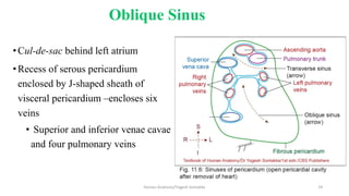 Thorax20Chapter201120Pericardium20Newpdf.pdf