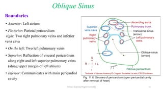 Thorax20Chapter201120Pericardium20Newpdf.pdf