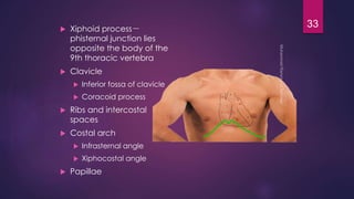 Thorax anatomy presentation | PPT
