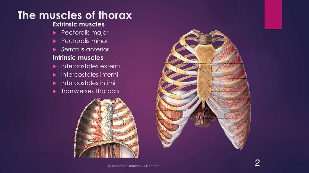 Thorax anatomy presentation