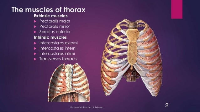 Thorax anatomy presentation