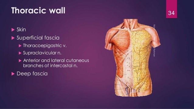 Thorax anatomy presentation