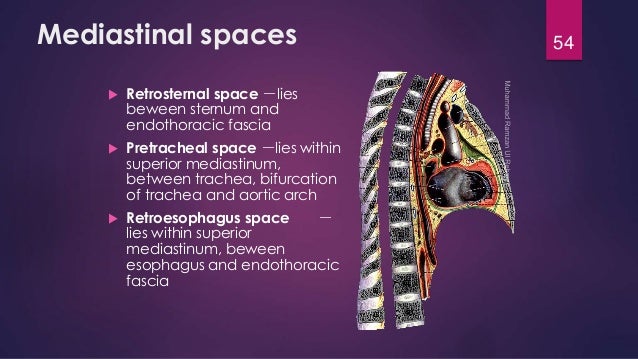 Thorax anatomy presentation