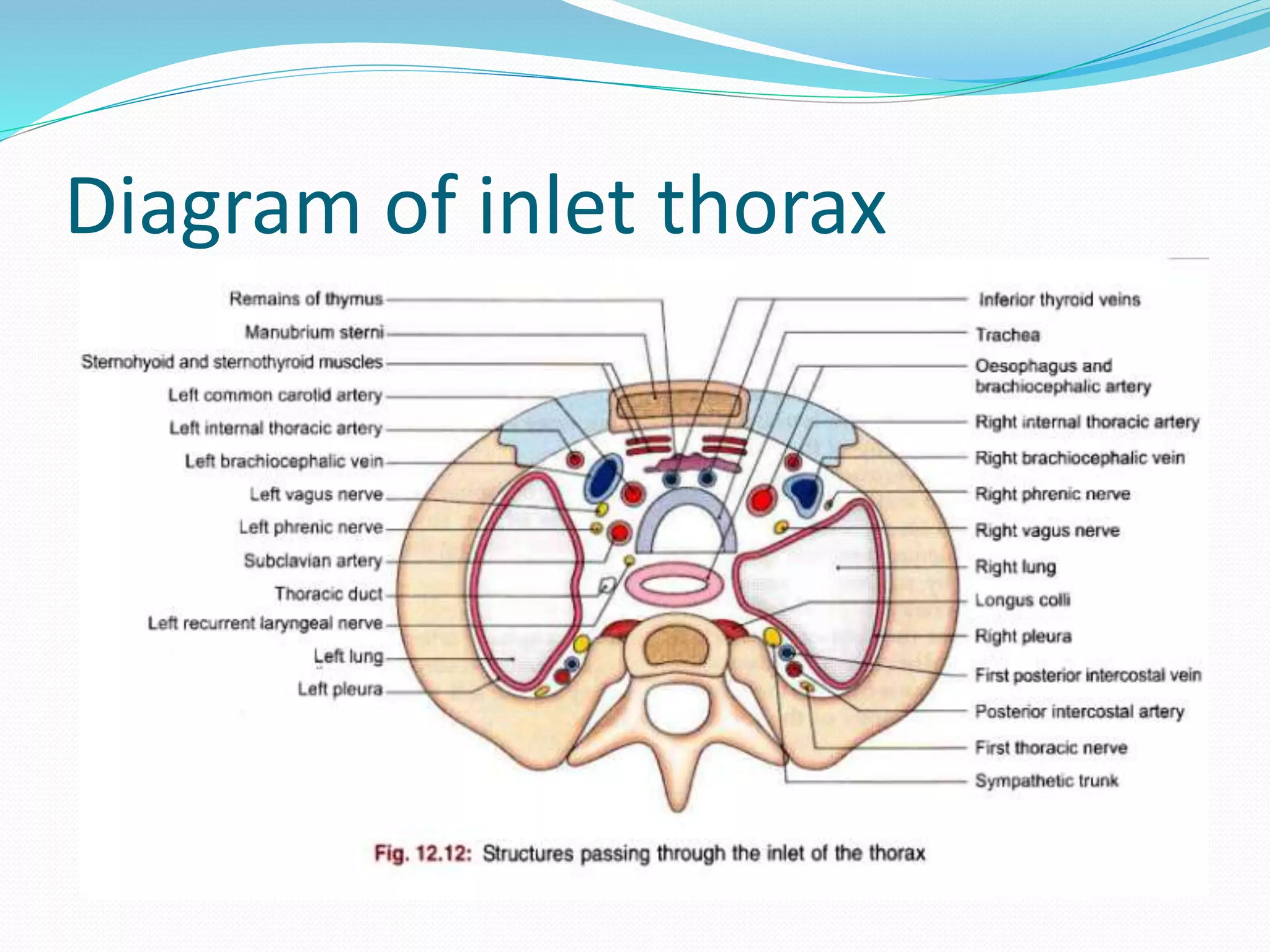 Thorax anatomy | PPTX