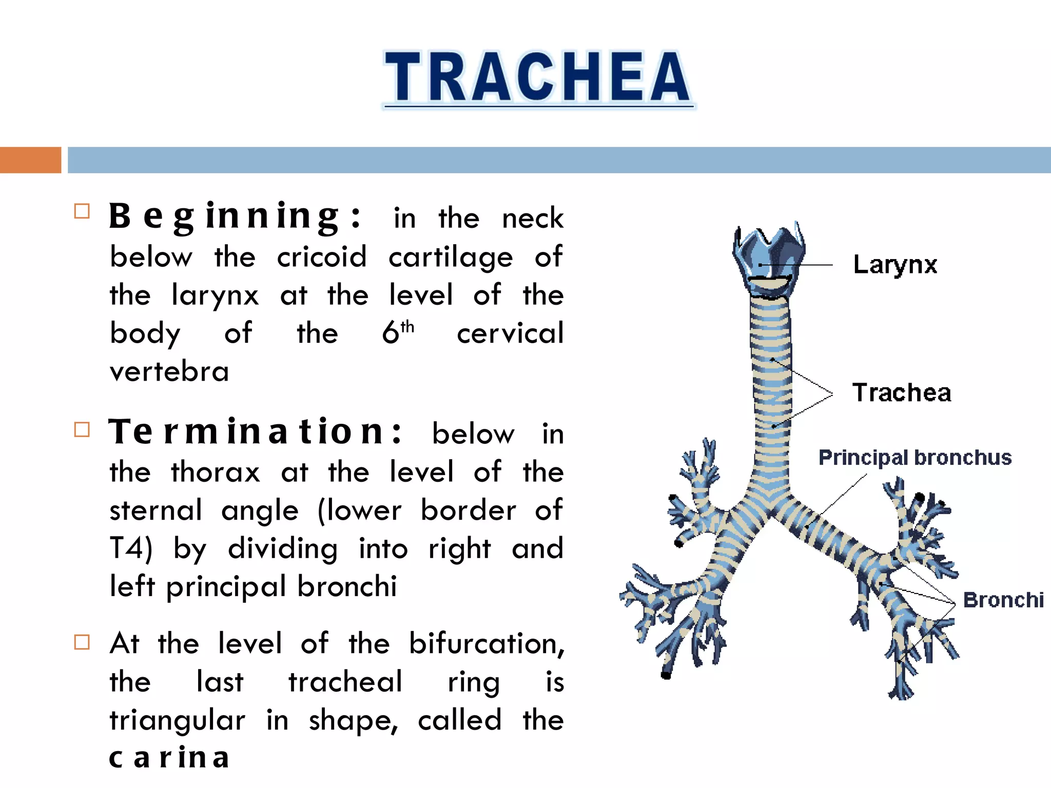 Thorax and abdomen & pelvis | PPT