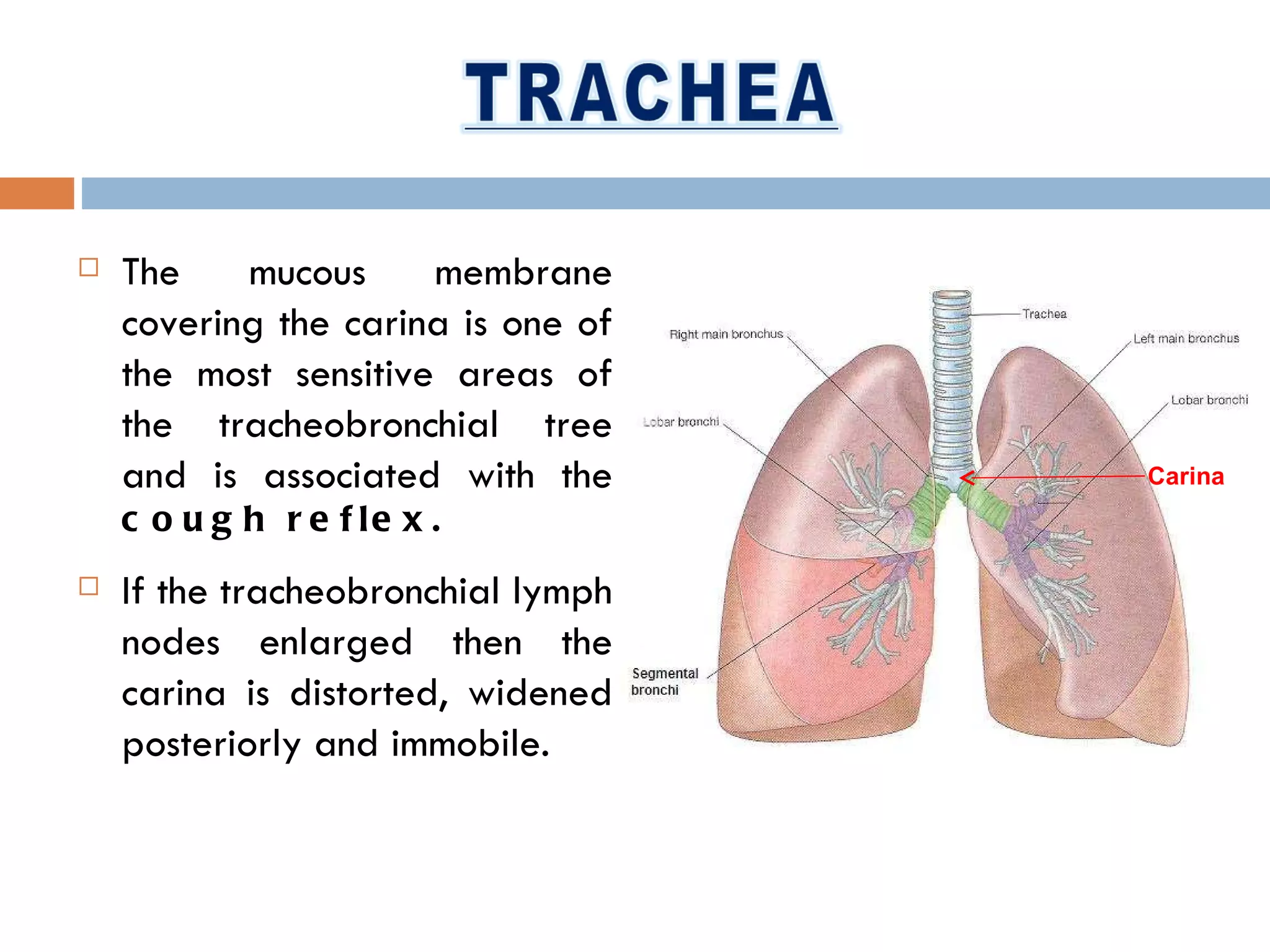 Thorax and abdomen & pelvis | PPT