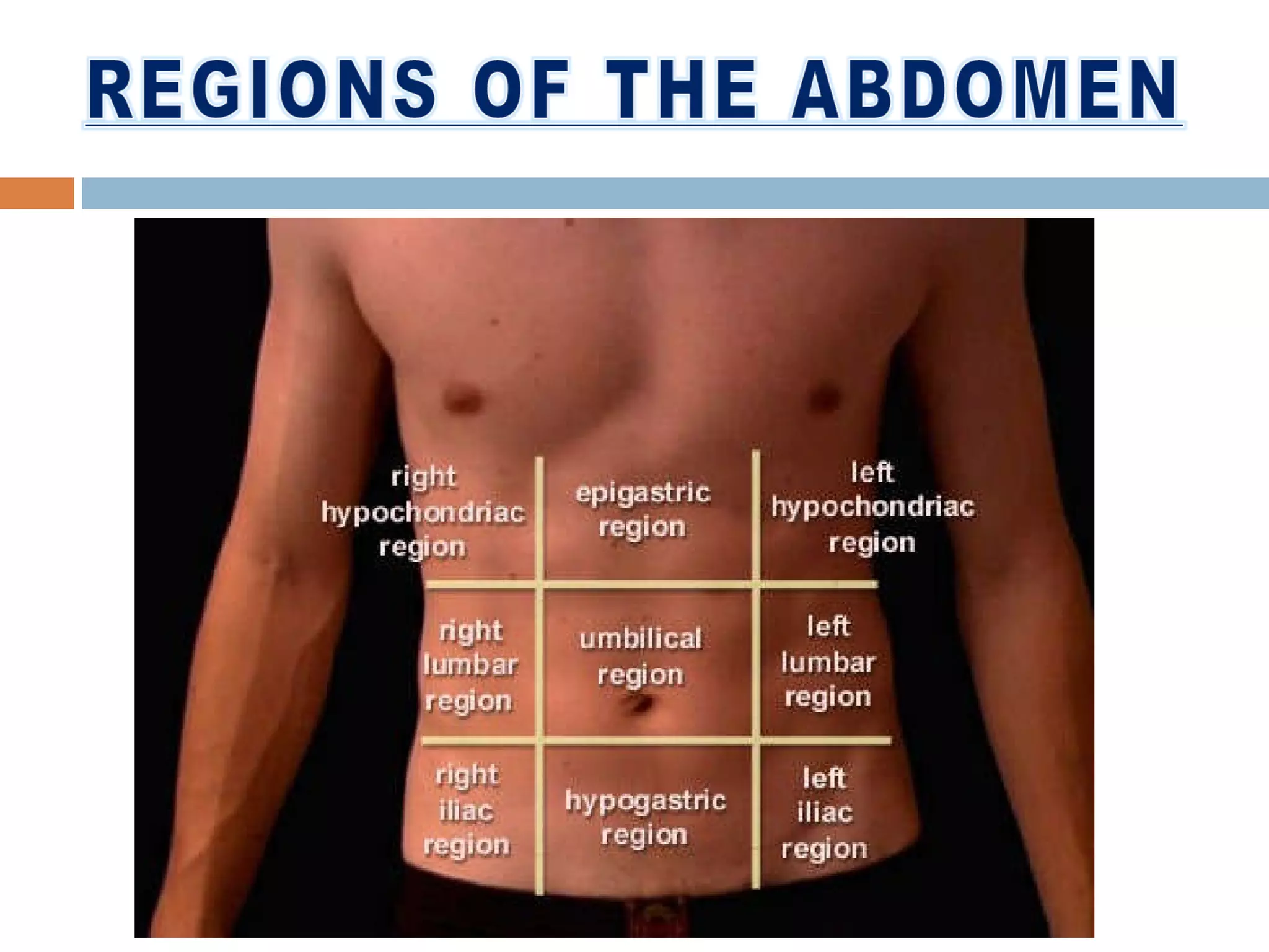 Thorax and abdomen & pelvis | PPT