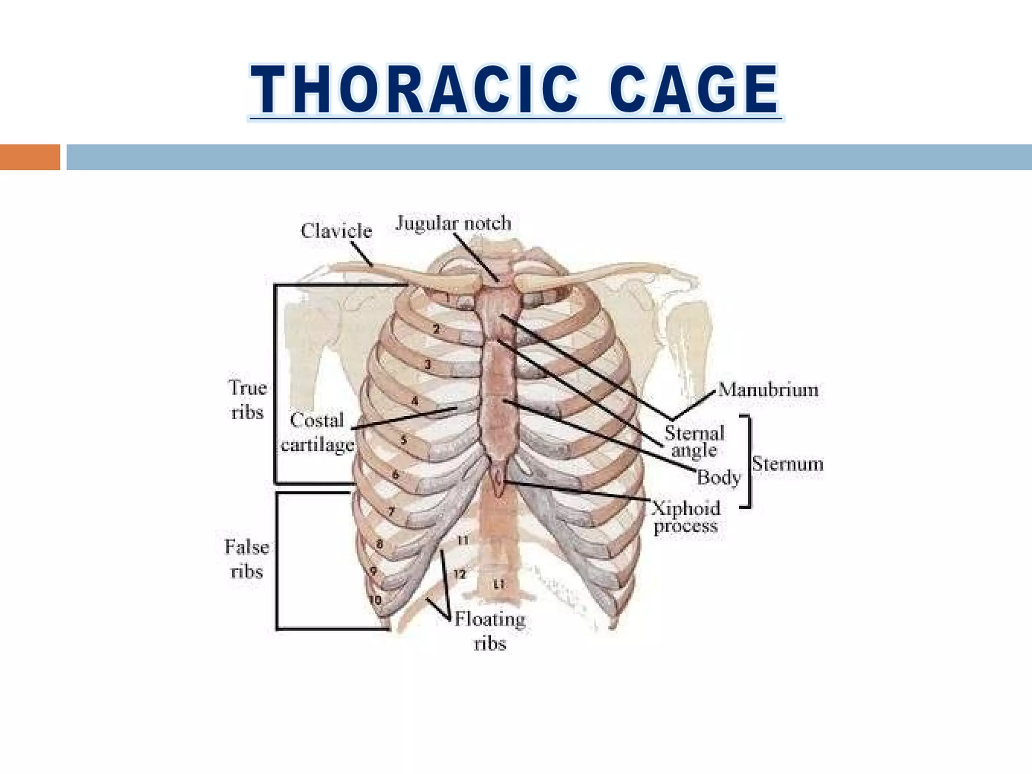 Thorax and abdomen & pelvis | PPT