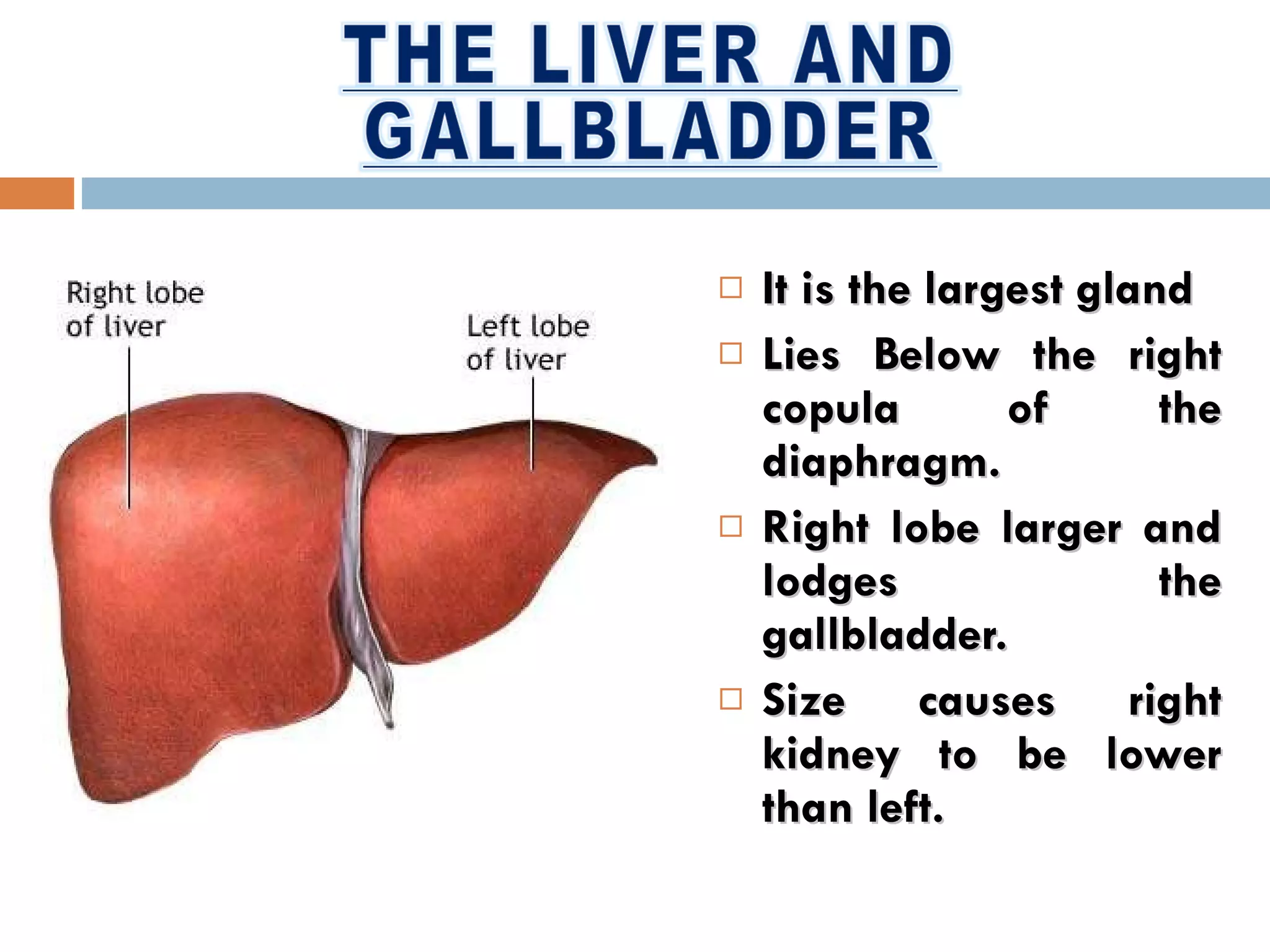 Thorax and abdomen & pelvis | PPT