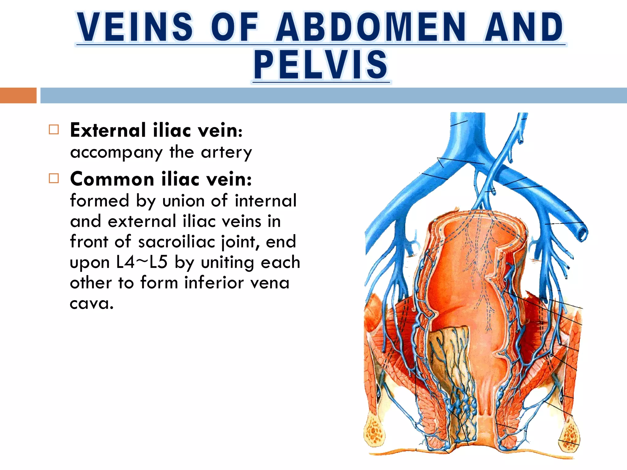 Thorax and abdomen & pelvis | PPT