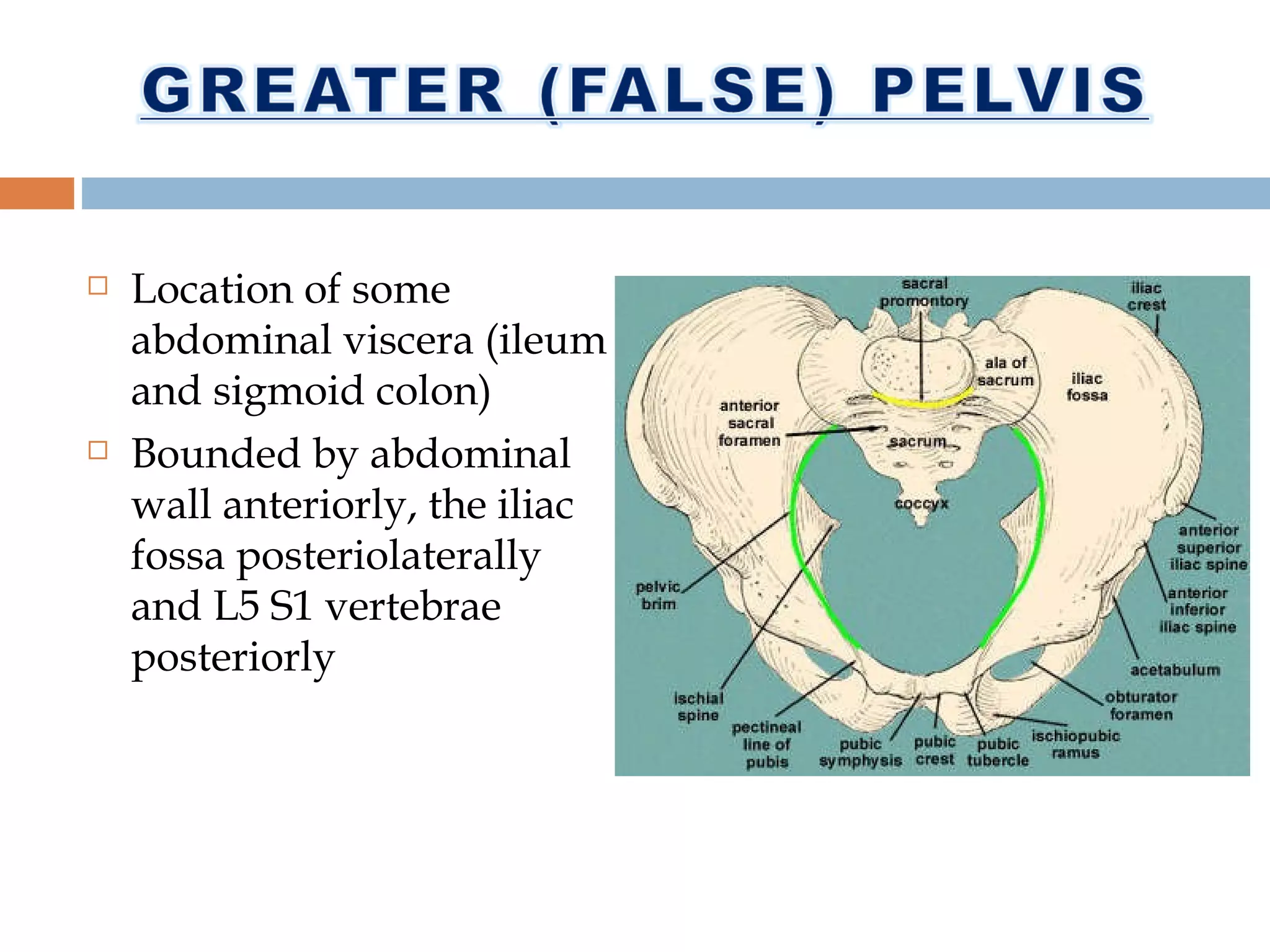 Thorax and abdomen & pelvis | PPT
