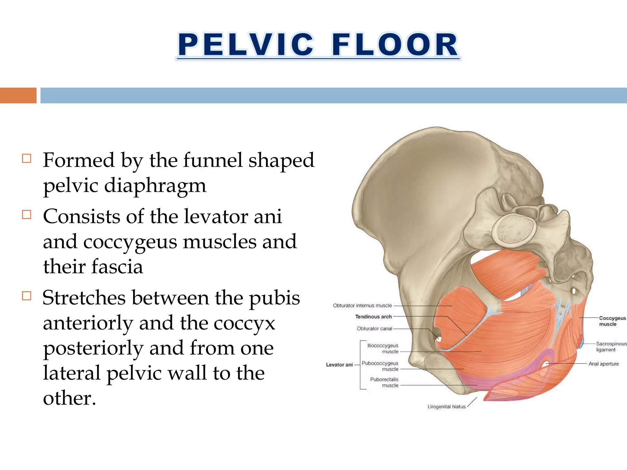 Thorax and abdomen & pelvis | PPT