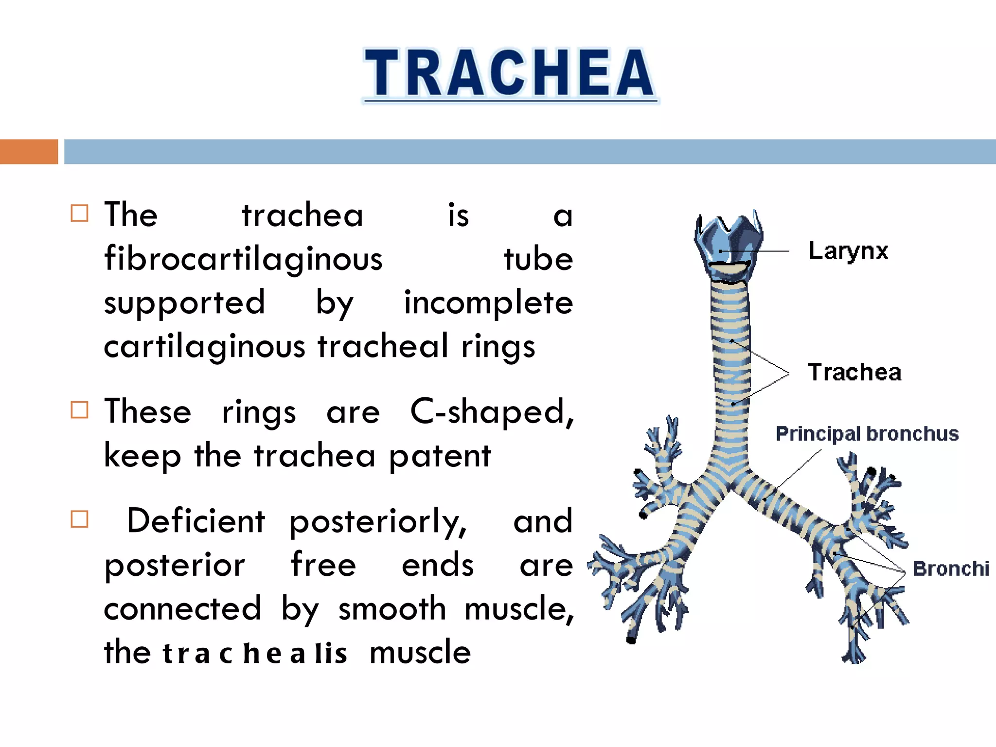 Thorax and abdomen & pelvis | PPT