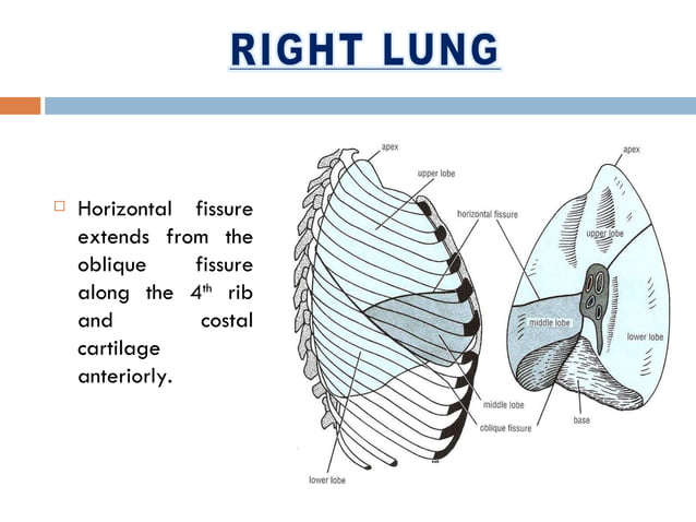 Thorax and abdomen & pelvis | PPT