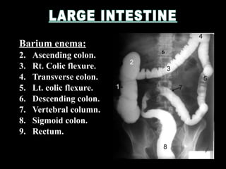 Thorax and abdomen & pelvis | PPT