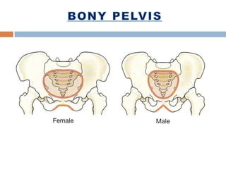 Thorax and abdomen & pelvis | PPT