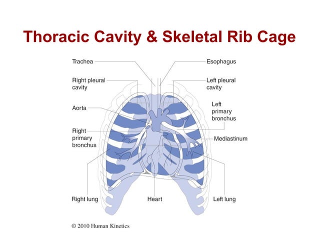 Thorax and Abdomin | PPT
