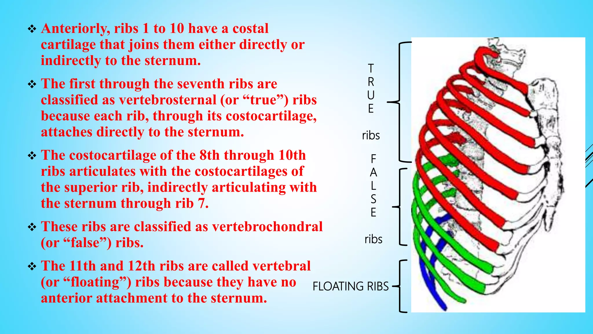 Thorax and chest wall | PPTX