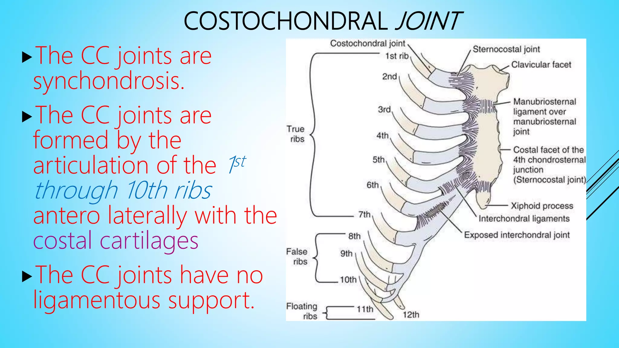 Thorax and chest wall | PPTX