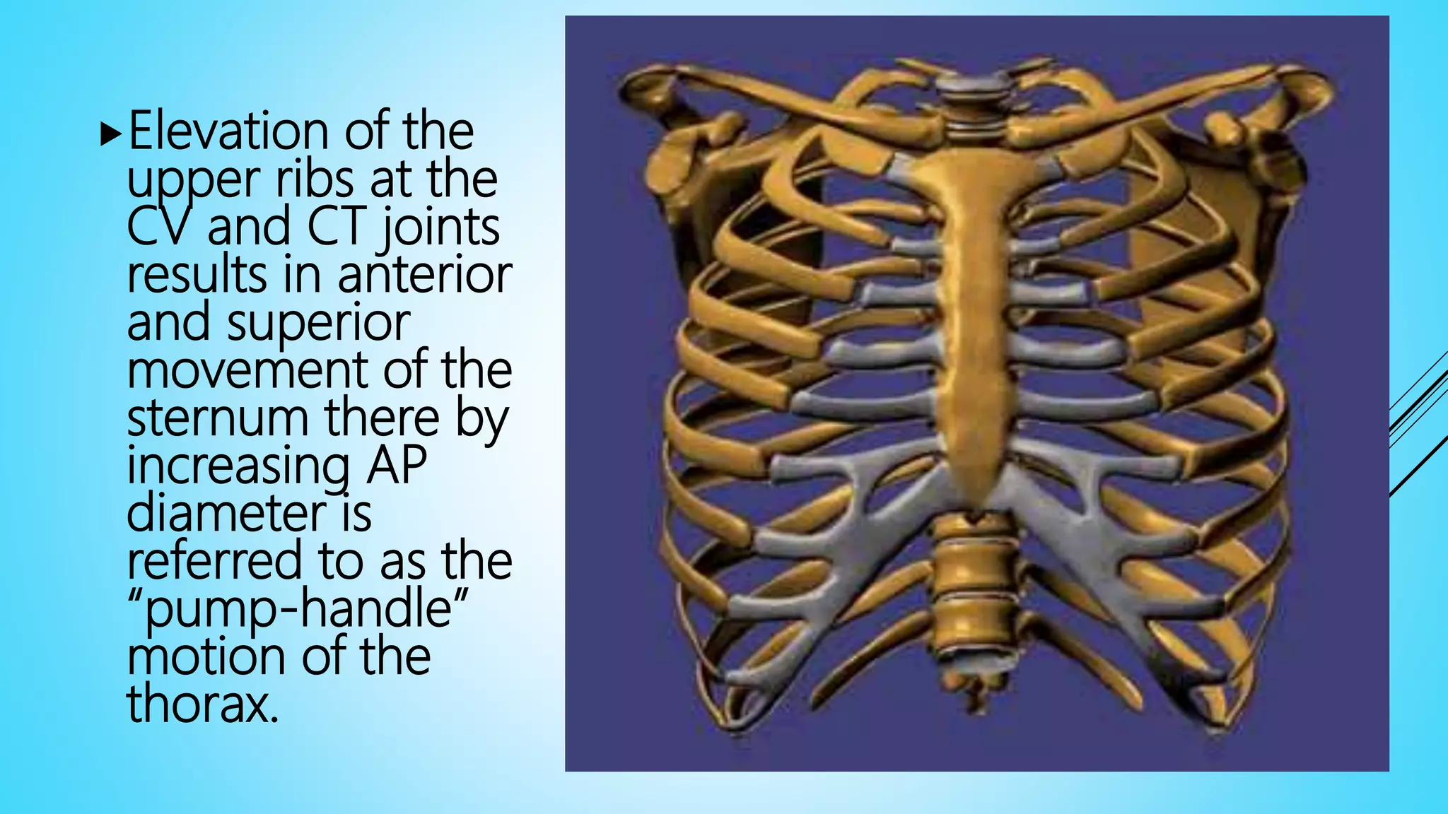 Thorax and chest wall | PPTX