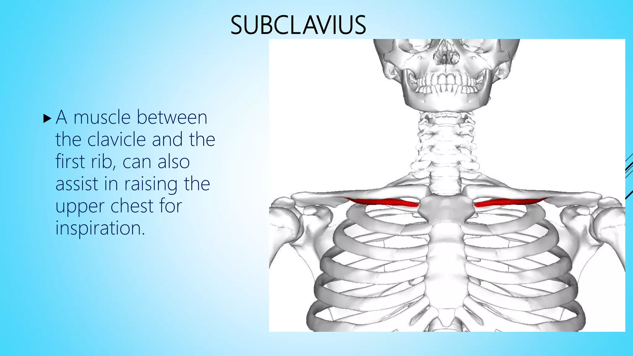 Thorax and chest wall | PPTX