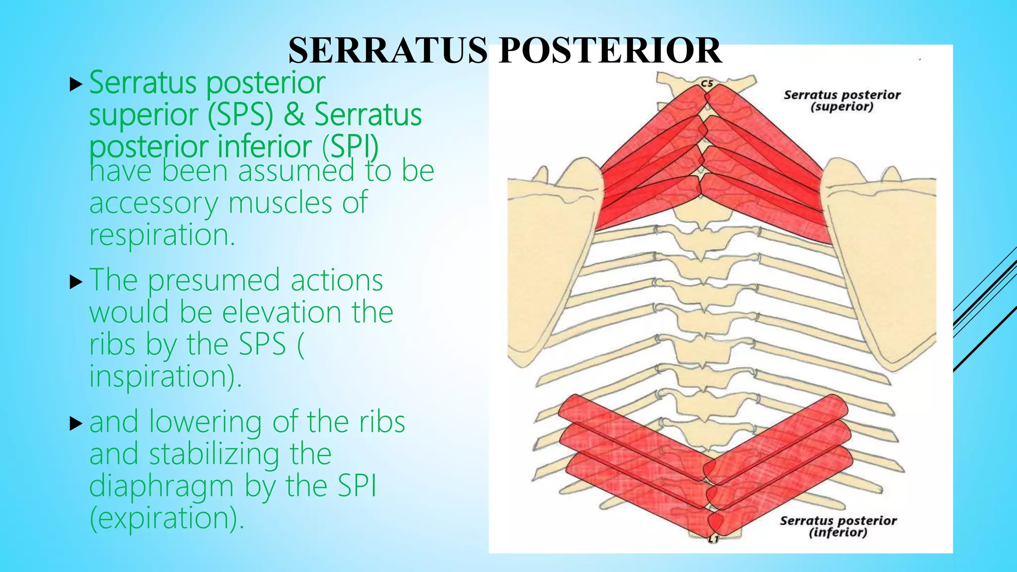 Thorax and chest wall | PPTX