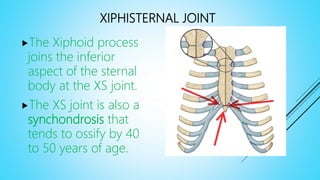 Thorax and chest wall | PPT