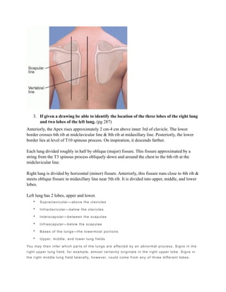 Thorax and lungs | PAGES