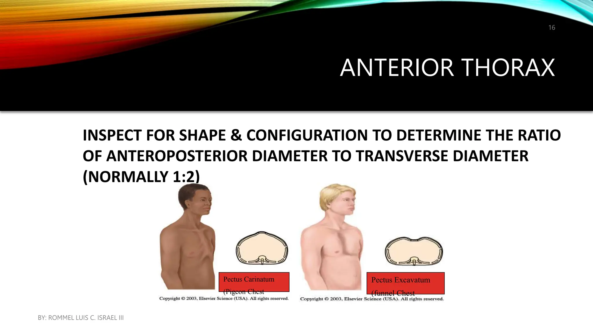 THORAX AND LUNGS ASSESSMENT | PPTX