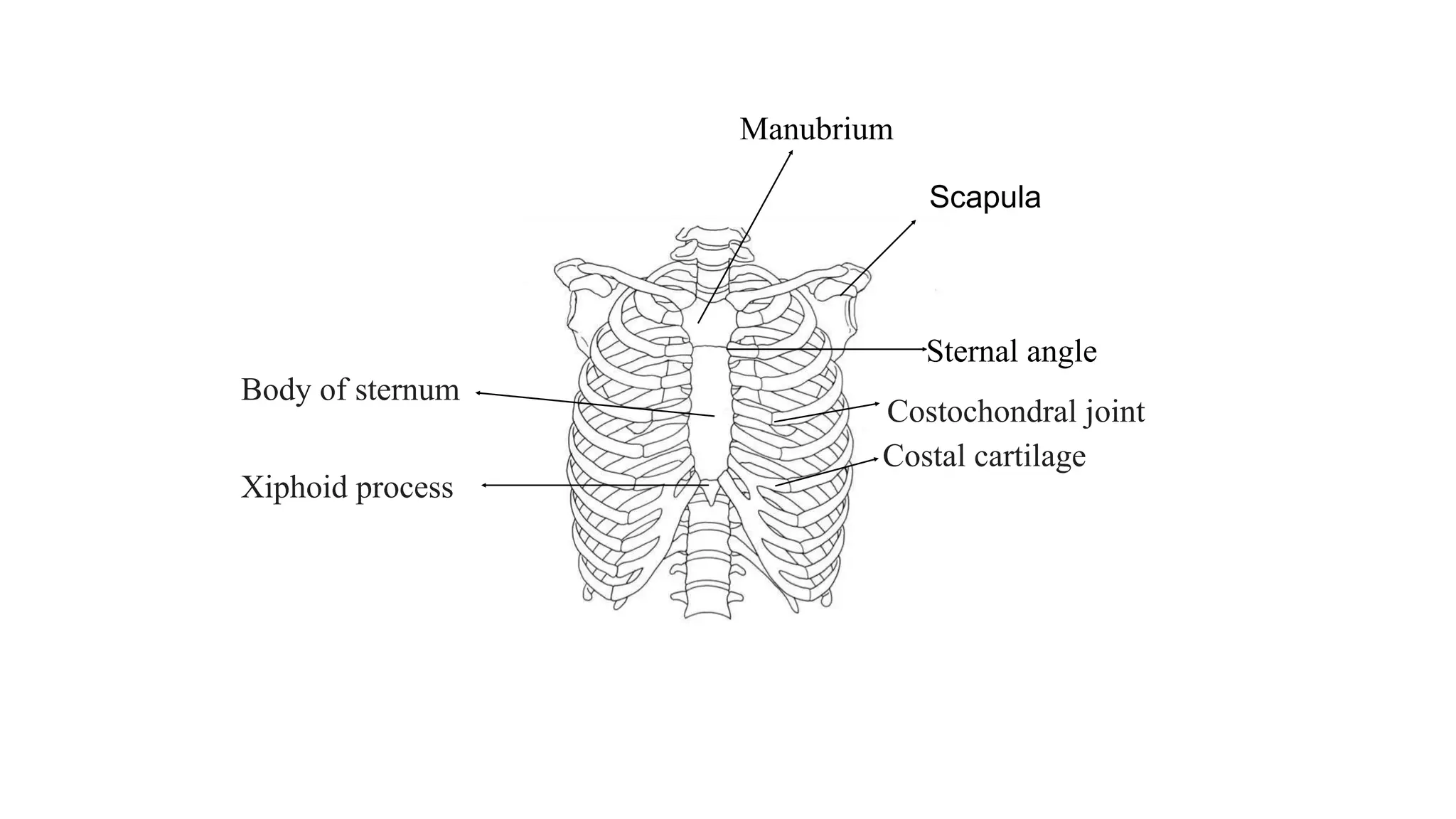 Thorax and the chest wall PPT | PPTX